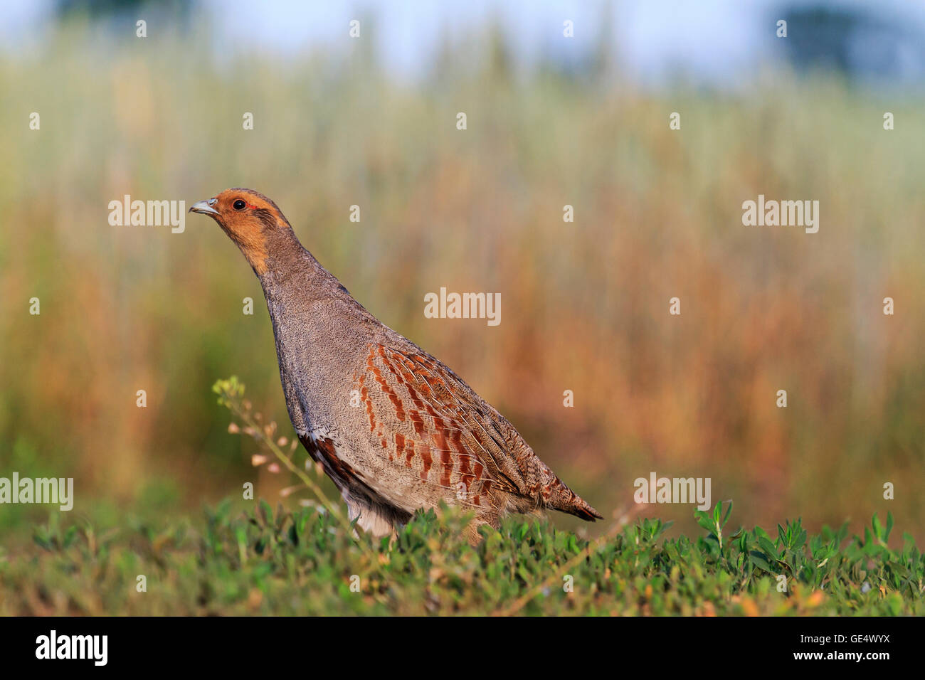 gray partridge tread carefully on the road Stock Photo - Alamy