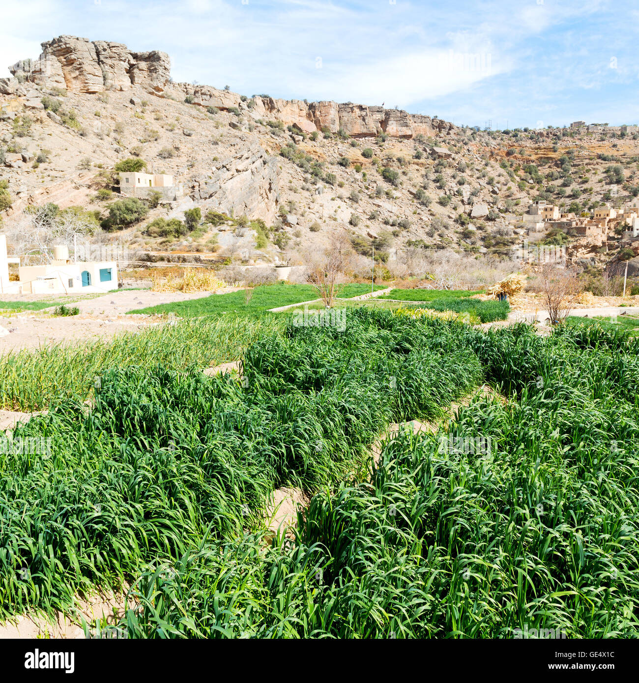 nature and color in oman the cultivation of rice plant hill Stock Photo ...