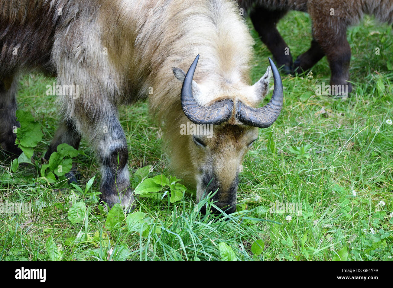 Takin in the outdoors Stock Photo - Alamy