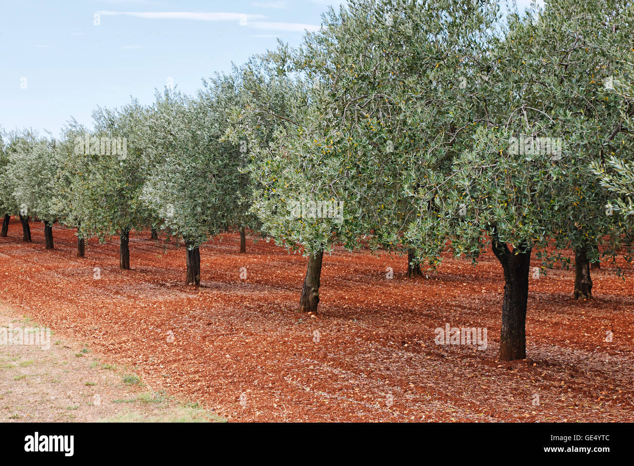 Olive tree plantation. Olive trees in a row Stock Photo - Alamy