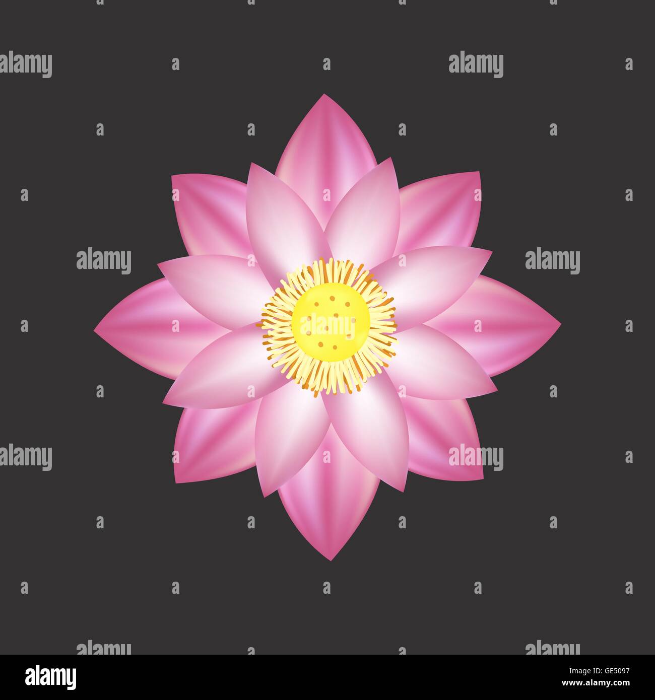 Lotus water lily flower leaves Stock Vector Images - Alamy