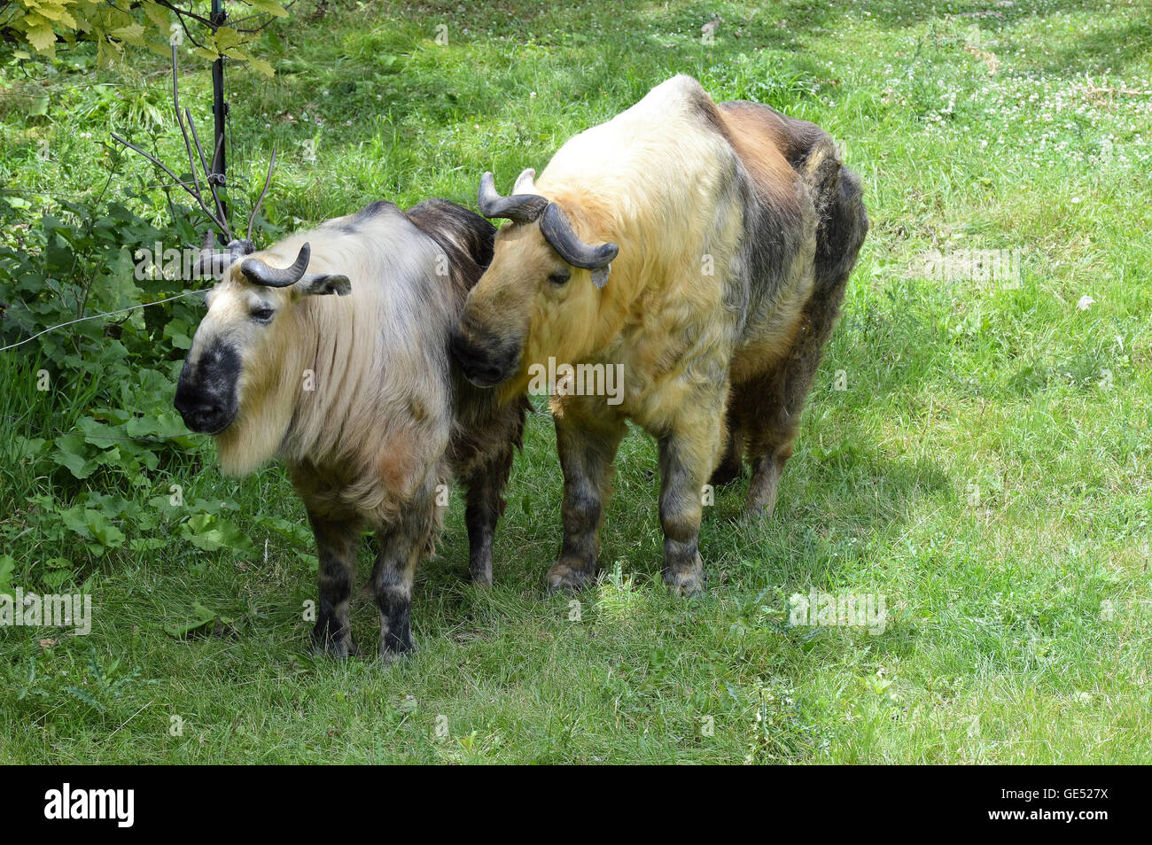 Takin in the outdoors Stock Photo - Alamy