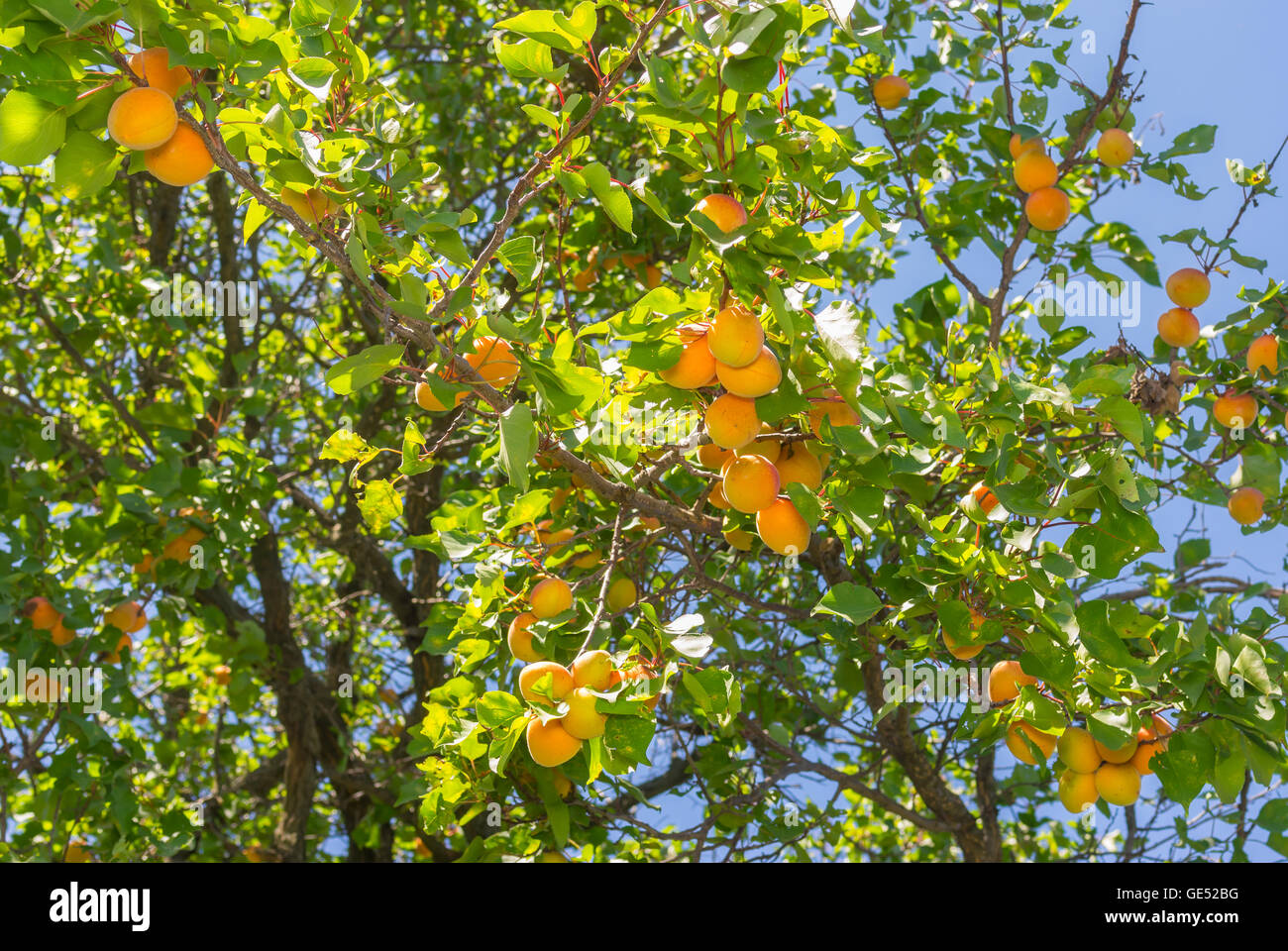 Ripe fruits on a wild organic apricot tree at summer time in Ukraine ...