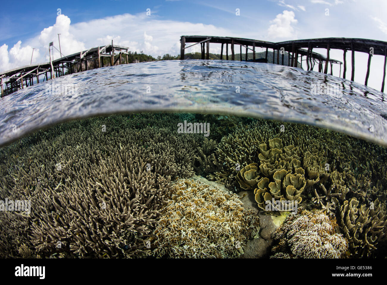 A healthy, shallow coral reef grows near a wooden jetty originating ...