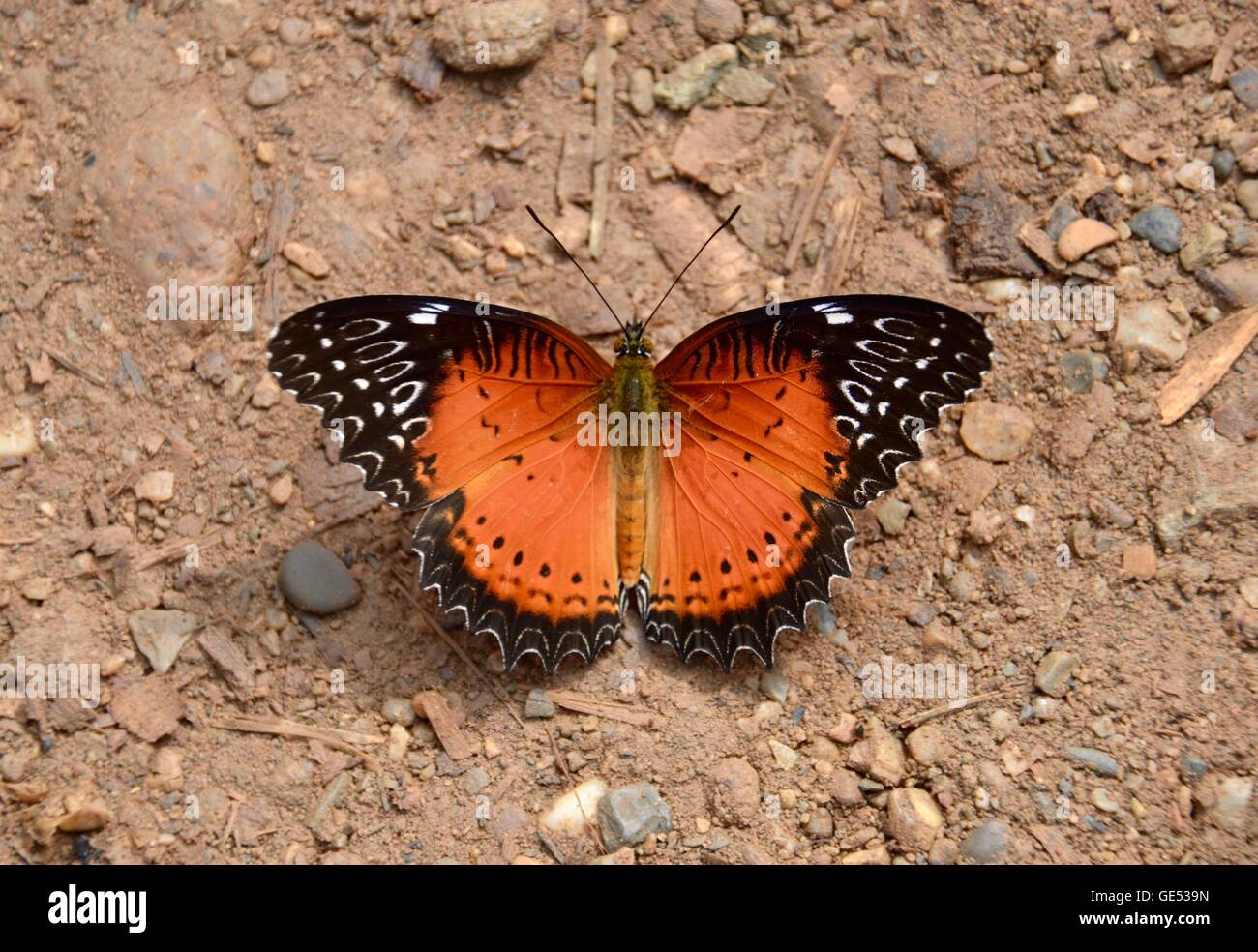 Laos insect hi-res stock photography and images - Alamy
