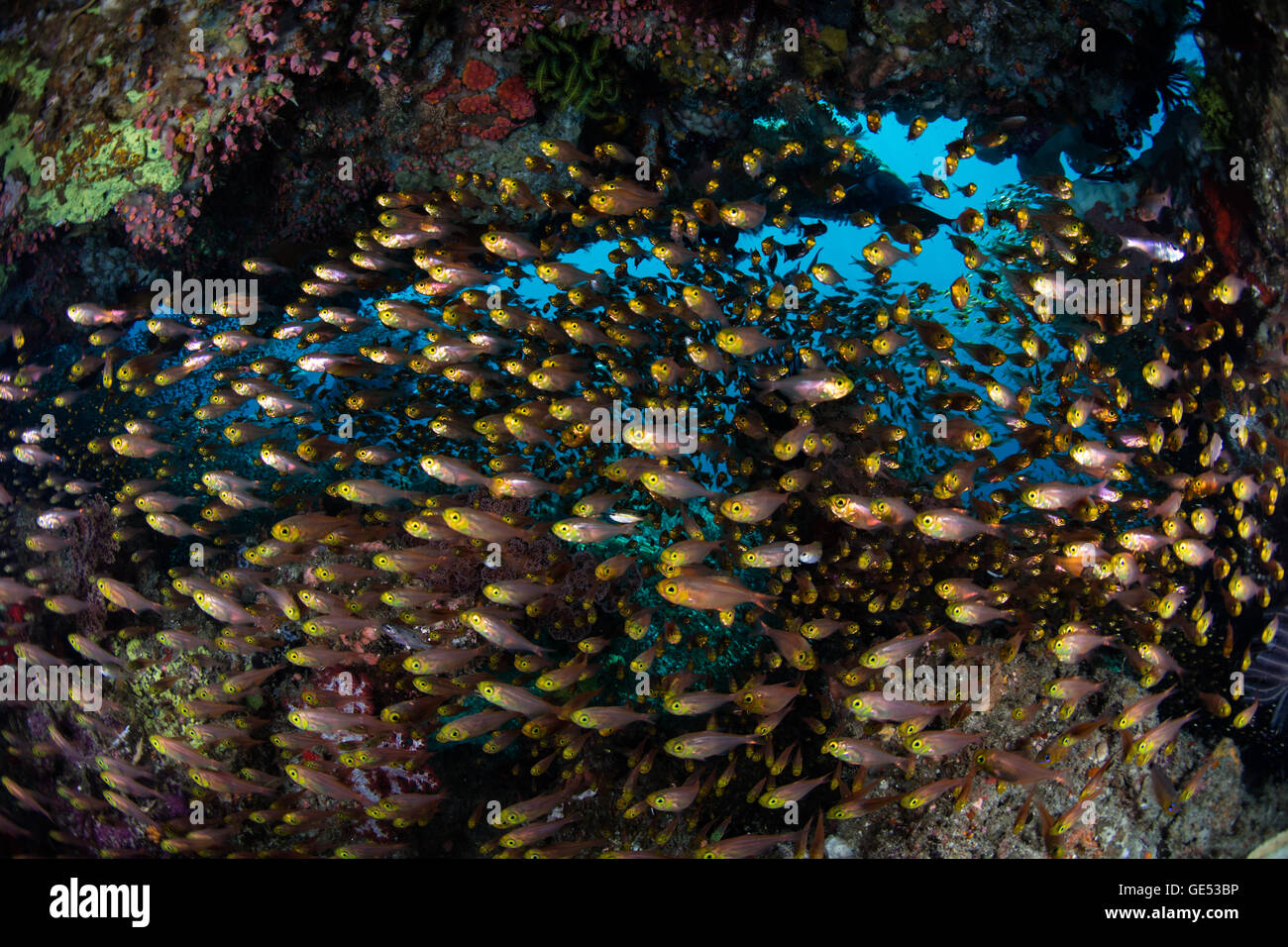 Golden sweepers (Parapriacanthus ransonneti) school in a small cave in ...