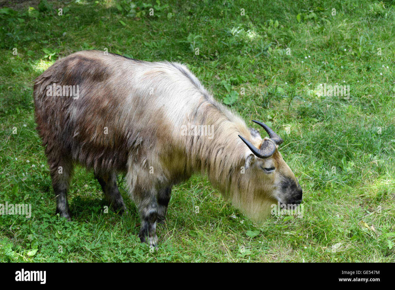 Takin in the outdoors Stock Photo - Alamy