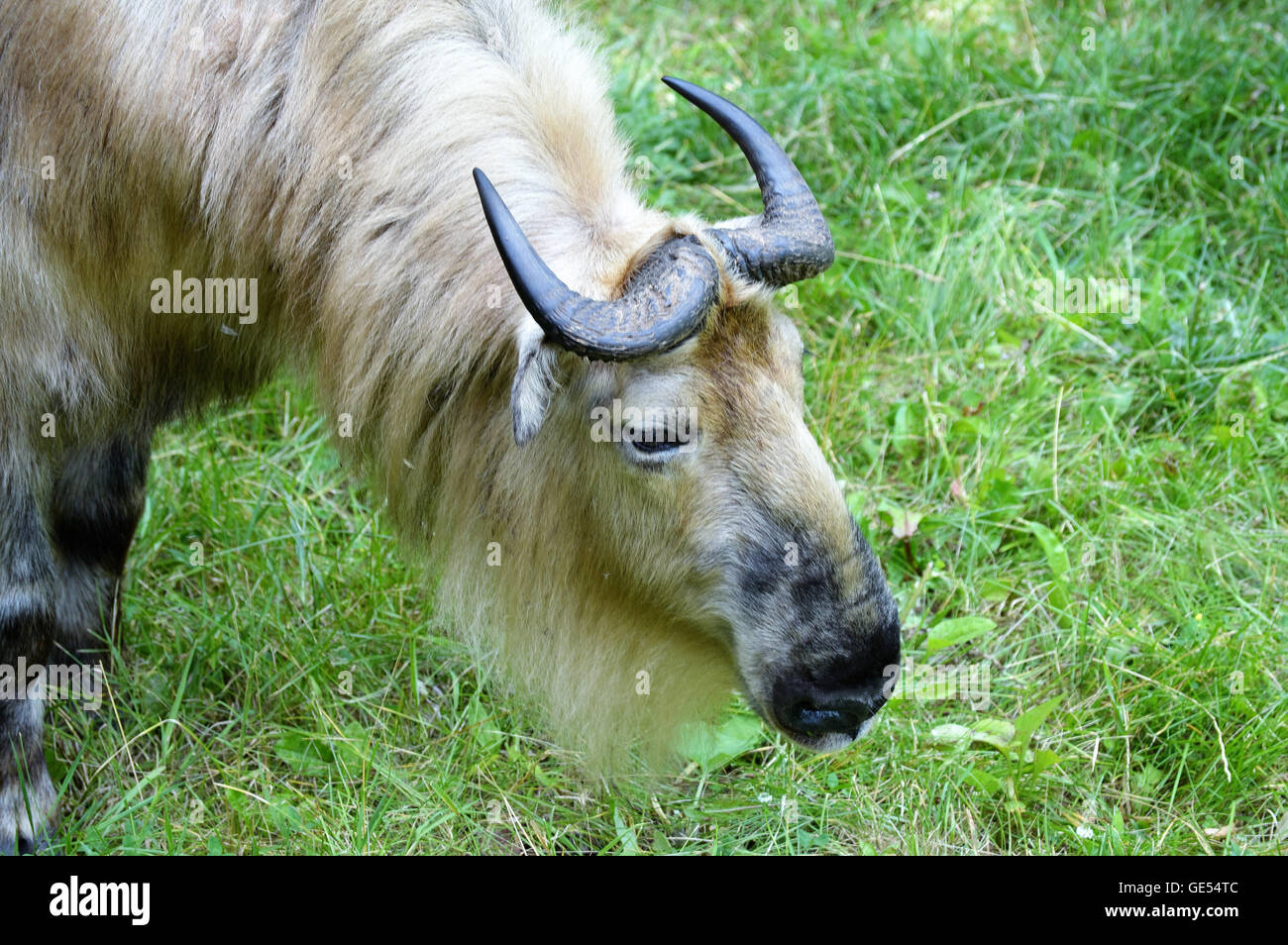 Takin in the outdoors Stock Photo - Alamy