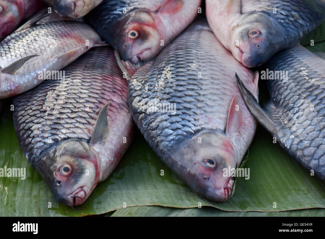 Fish on sale Luang Prabang Laos Stock Photo - Alamy