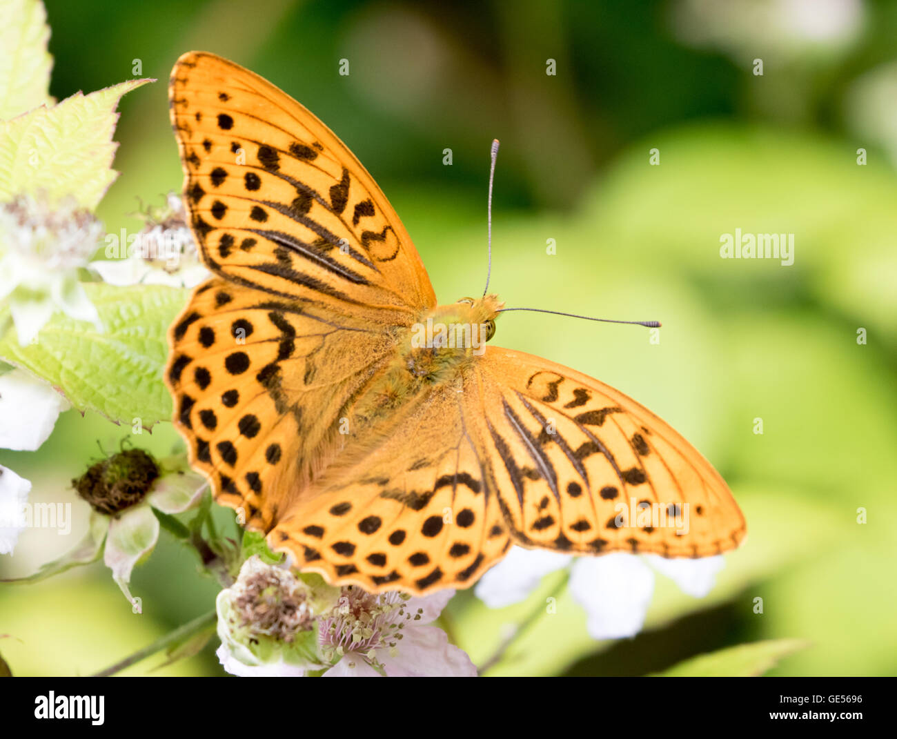 Silver-washed Fritillary butterfly (Argynnis paphia) on a bramble ...