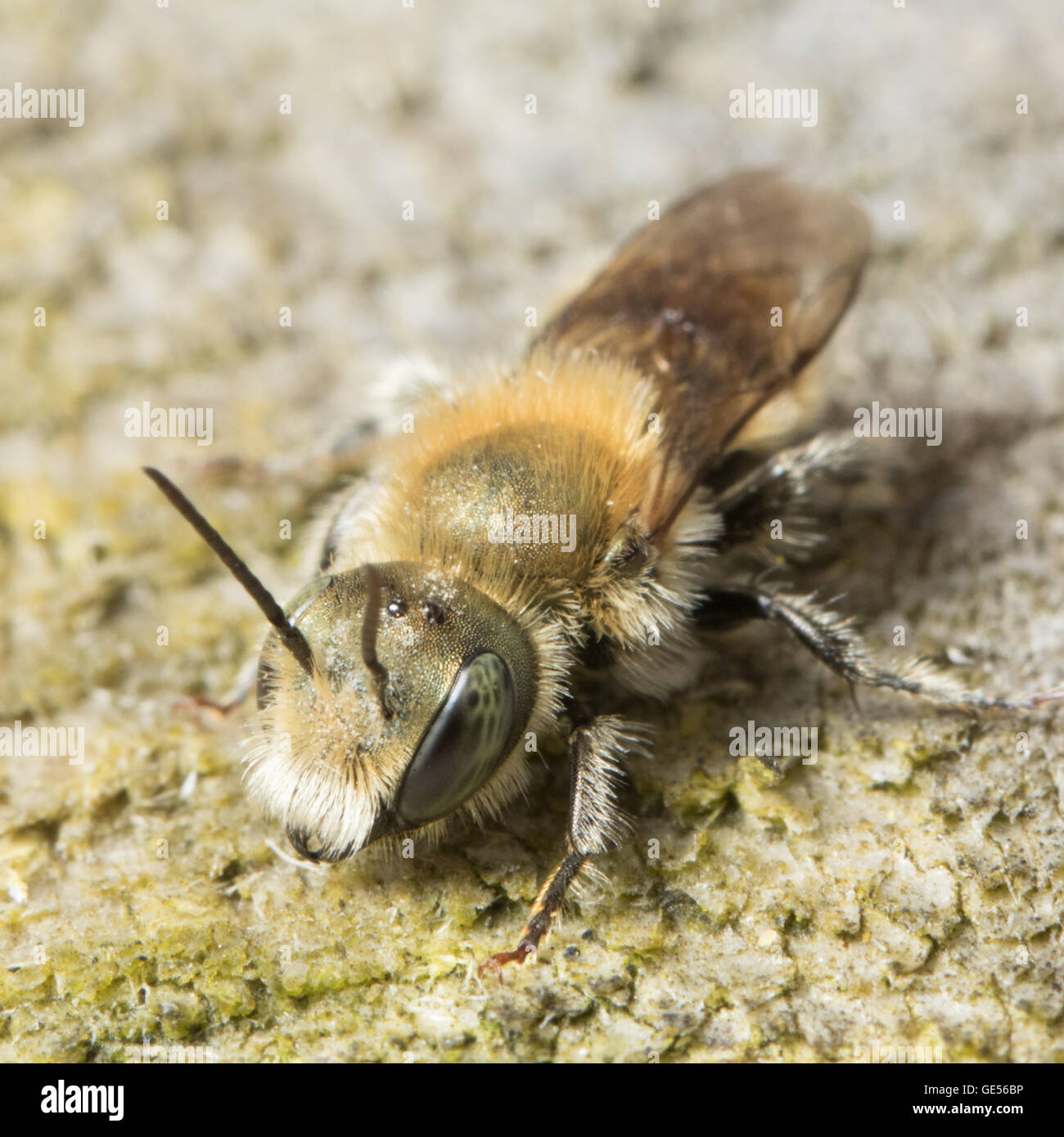 Osmia caerulescens hi-res stock photography and images - Alamy