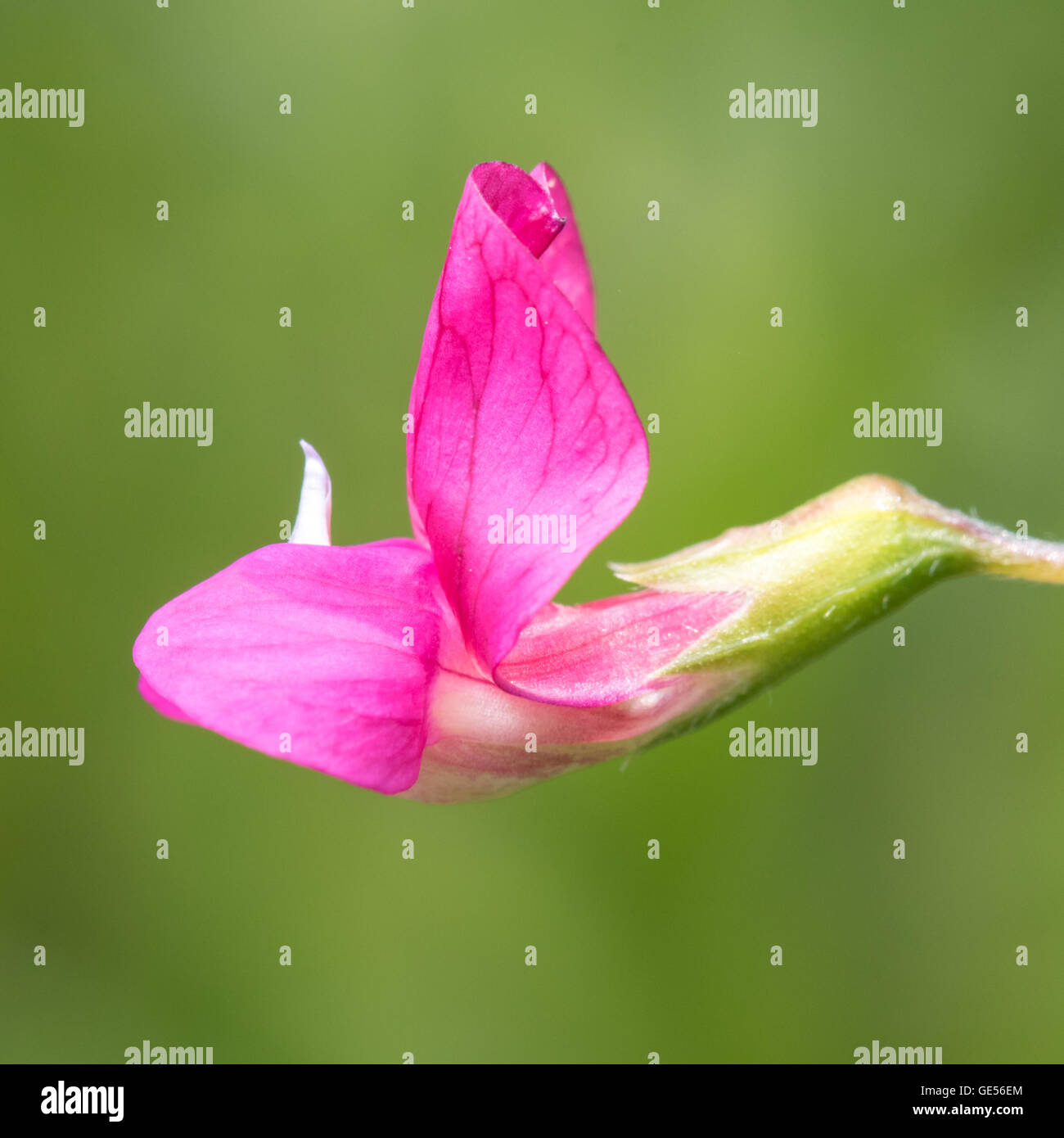 A close-up of a Grass Vetchling (Lathyrus nissolia) flower Stock Photo ...