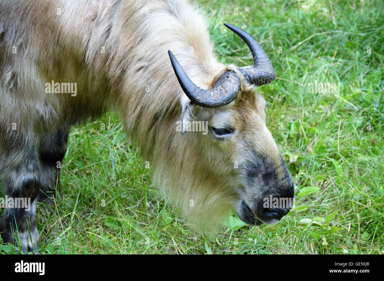 Takin in the outdoors Stock Photo - Alamy