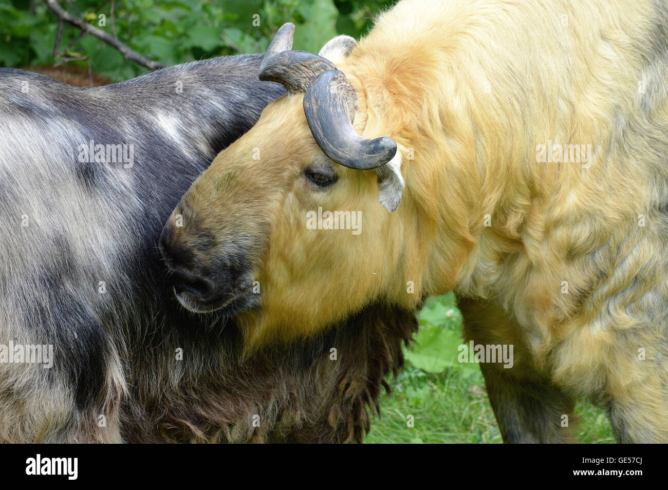 Takin in the outdoors Stock Photo - Alamy