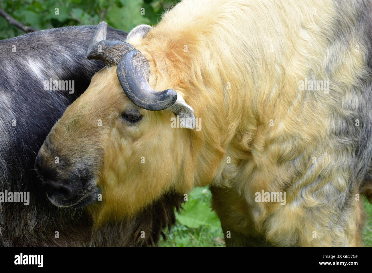 Takin in the outdoors Stock Photo - Alamy