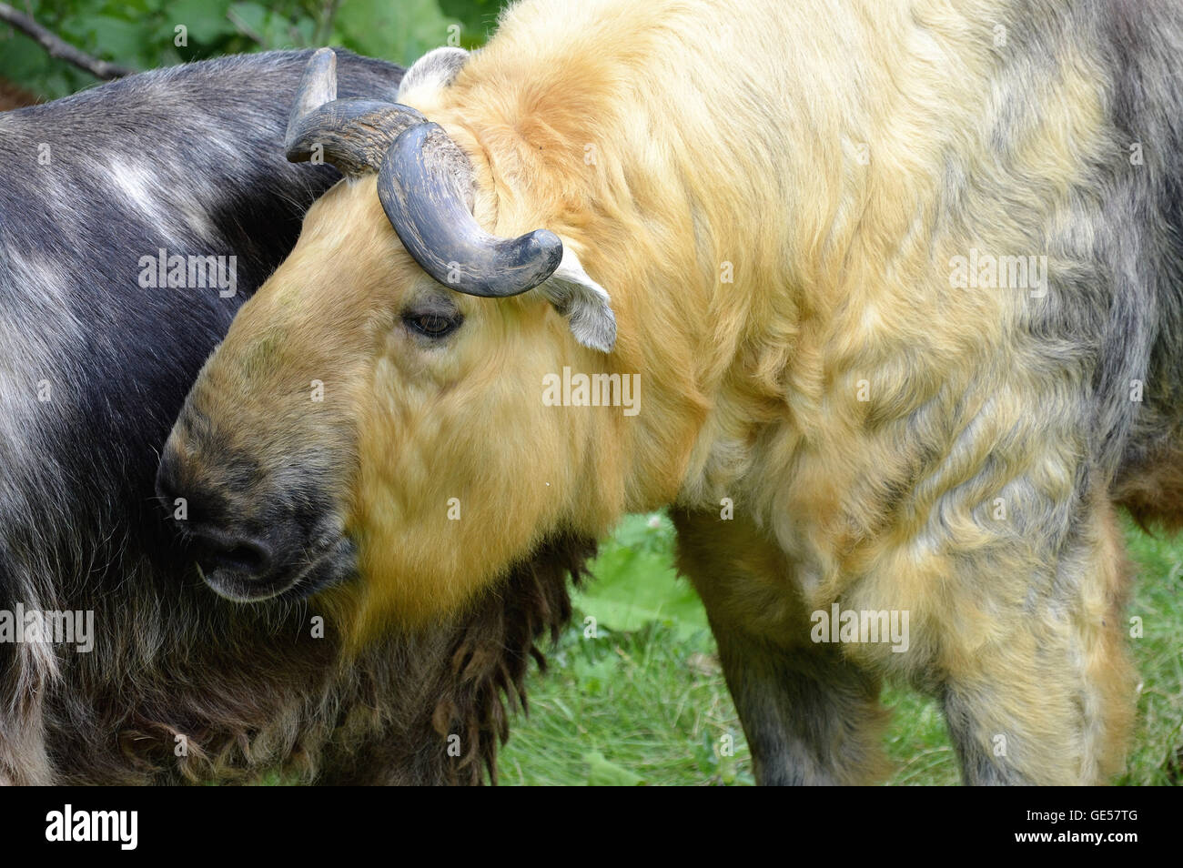 Takin in the outdoors Stock Photo - Alamy
