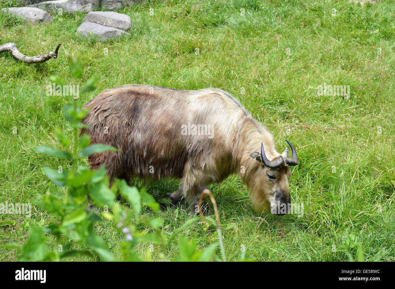 Takin in the outdoors Stock Photo - Alamy