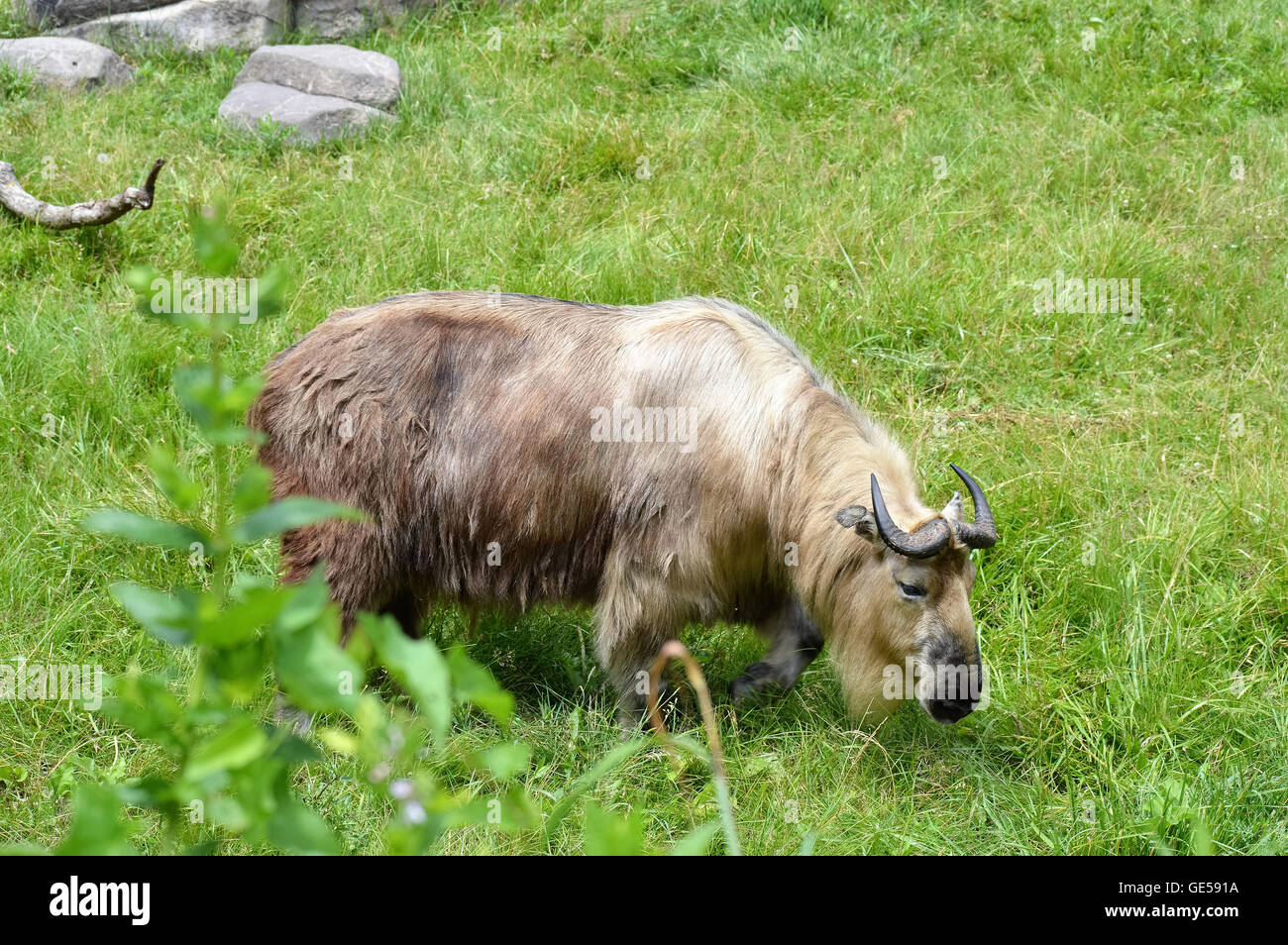 Takin in the outdoors Stock Photo - Alamy