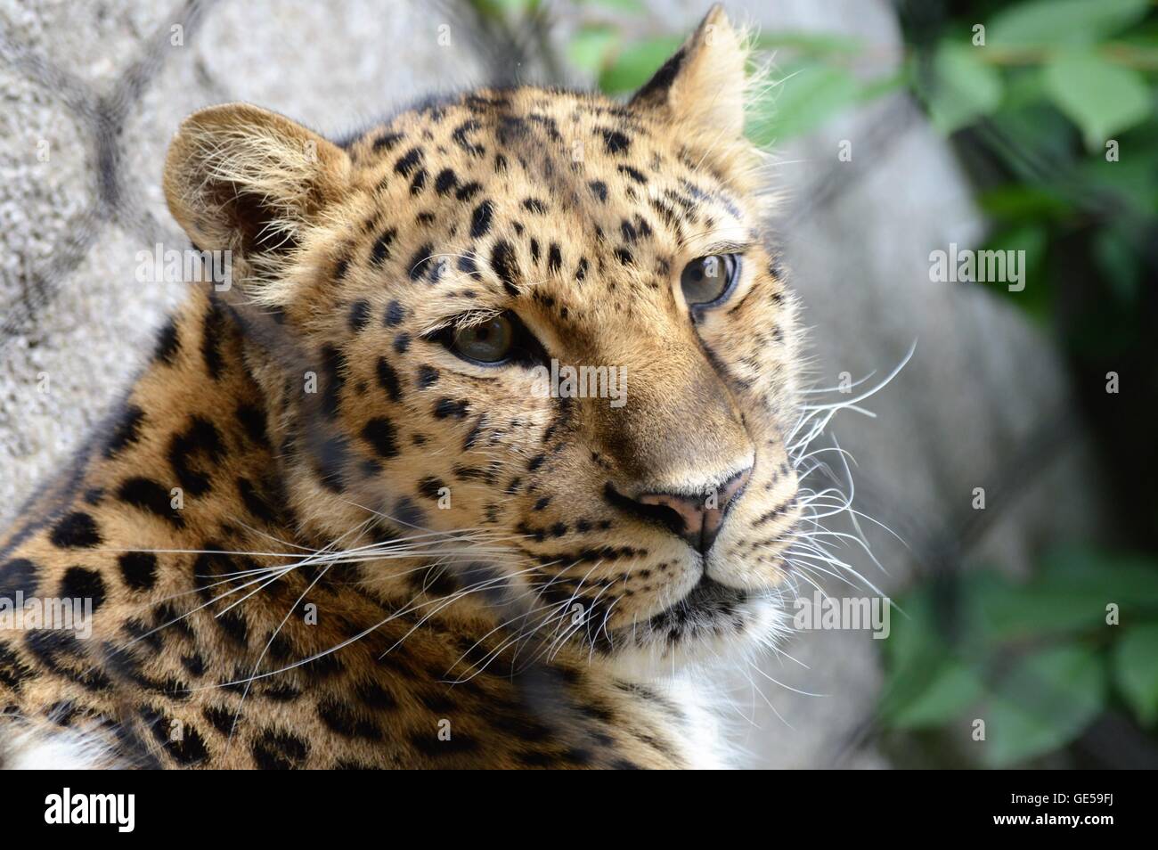 Close up of an Amur Leopard Stock Photo - Alamy
