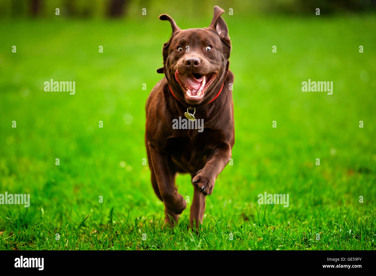 Dog jumping through grass hi-res stock photography and images - Alamy