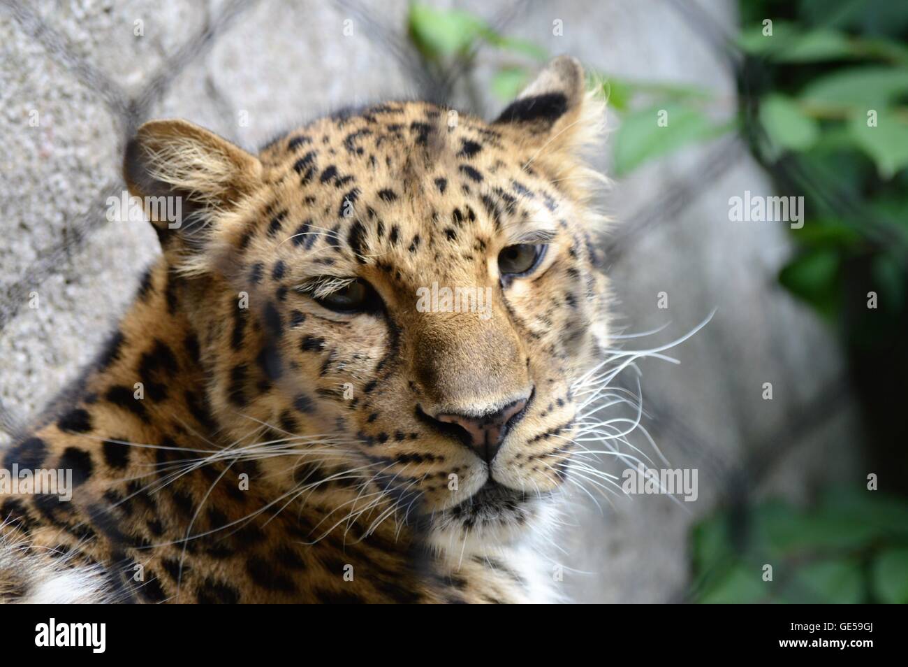 Close up of an Amur Leopard Stock Photo - Alamy