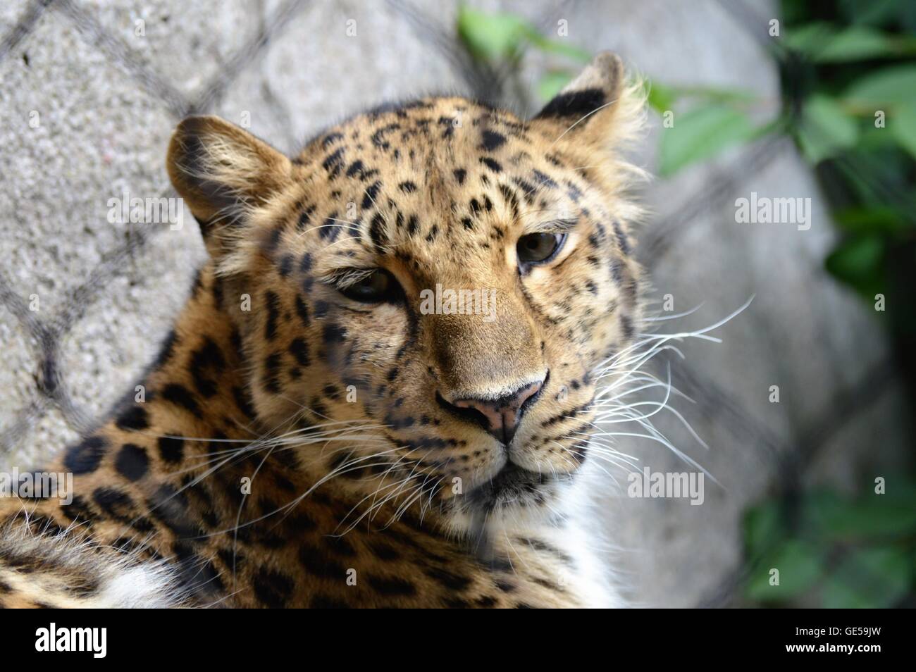 Close up of an Amur Leopard Stock Photo - Alamy