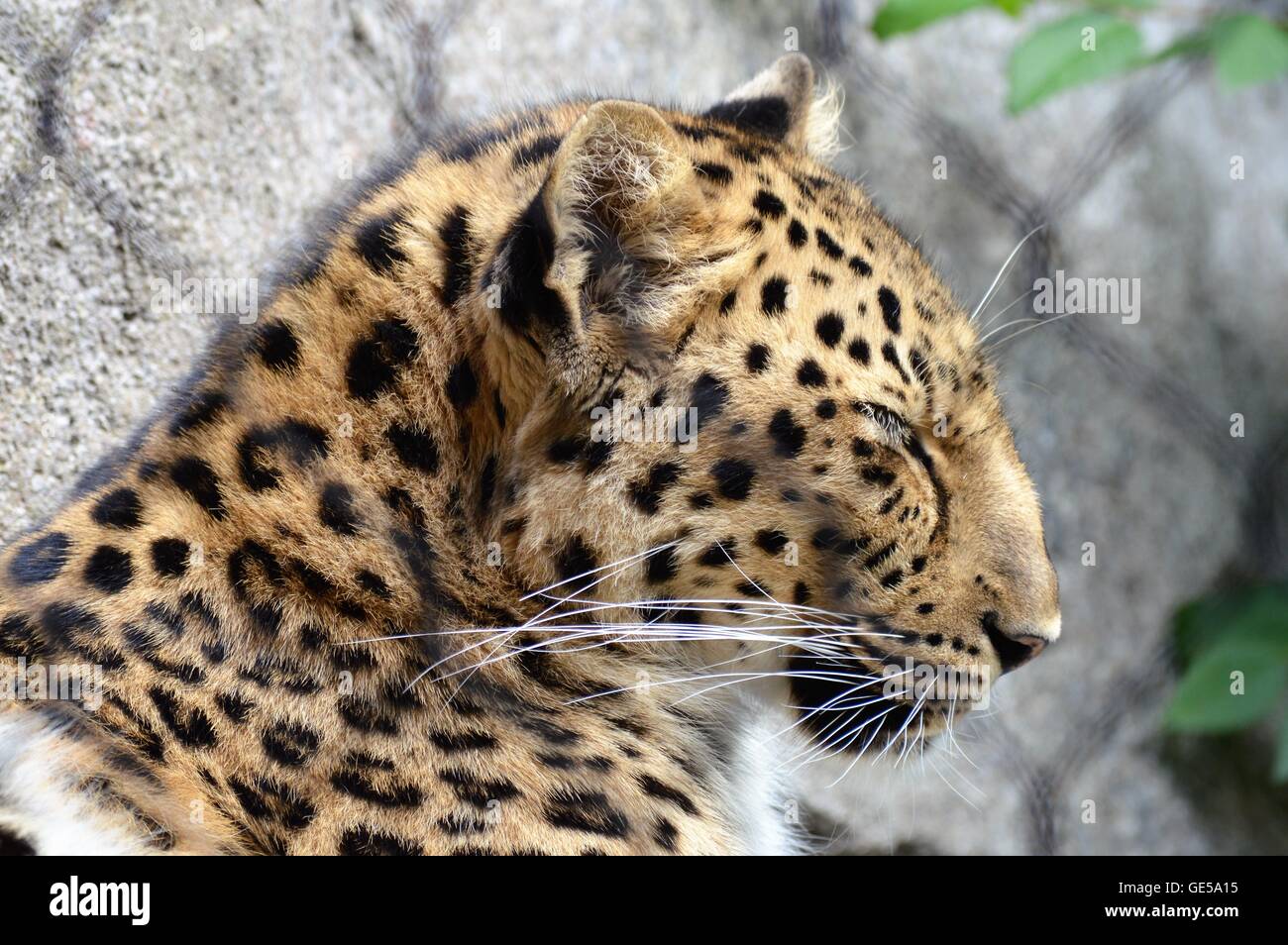Close up of an Amur Leopard Stock Photo - Alamy
