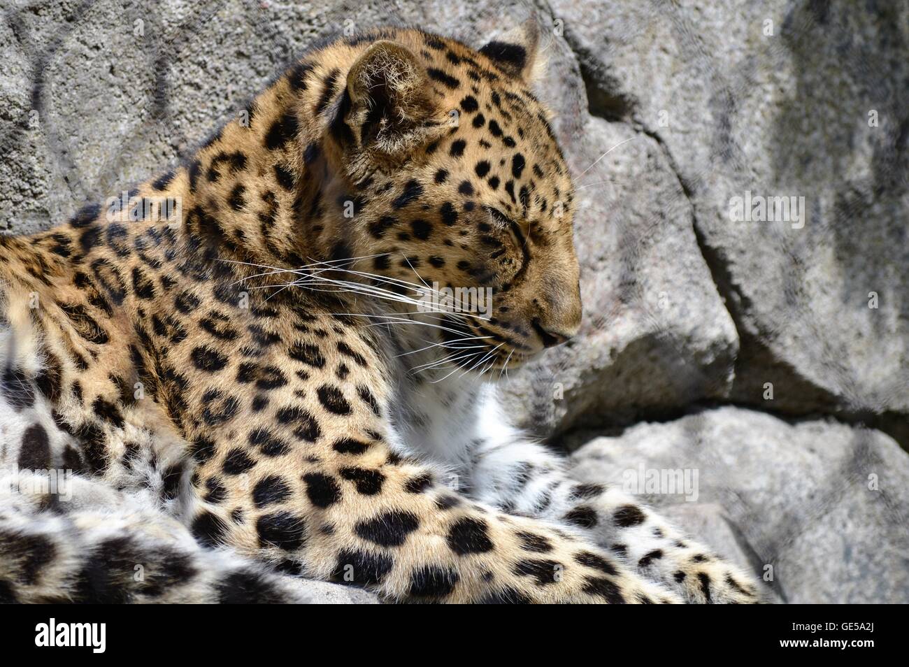 Close up of an Amur Leopard Stock Photo - Alamy