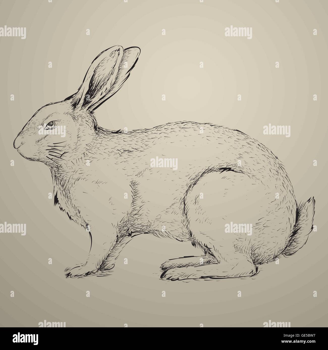 hand drawn rabbit Stock Vector Image & Art - Alamy