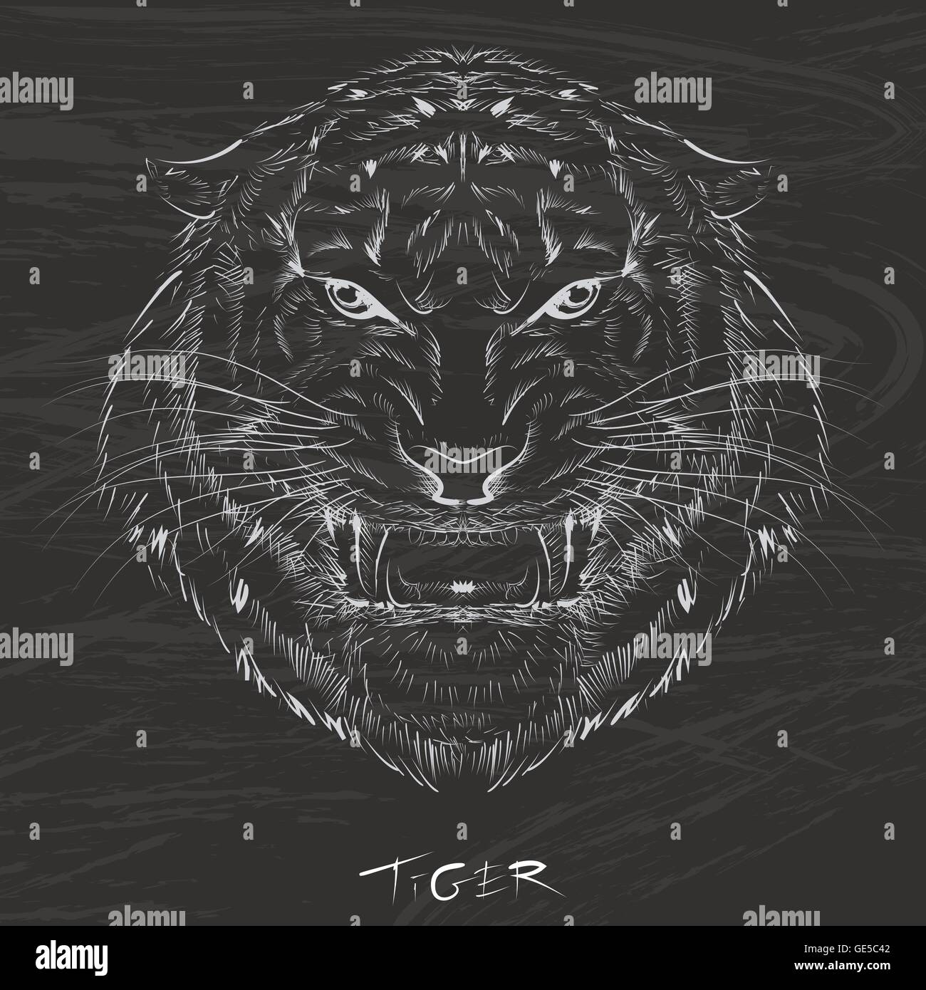Tiger drawing with chalk on blackboard Stock Vector Image & Art - Alamy