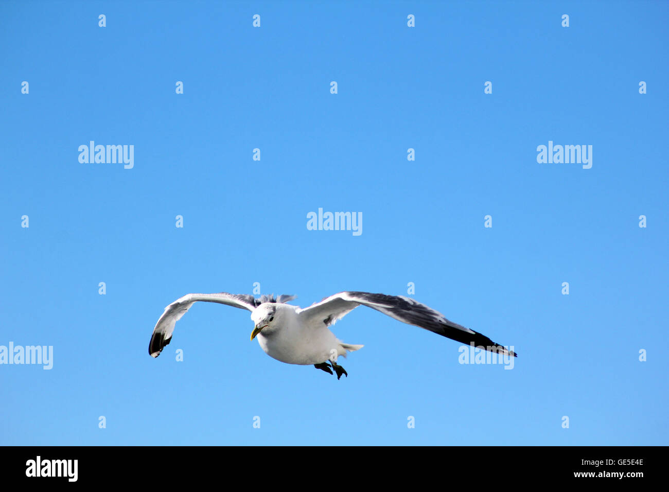 The bird is flying in the blue sky Stock Photo - Alamy