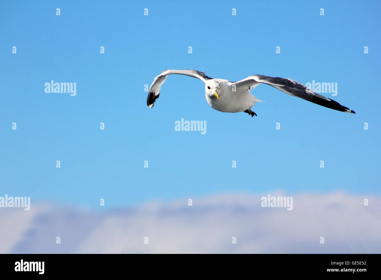 The bird is flying in the blue sky Stock Photo - Alamy