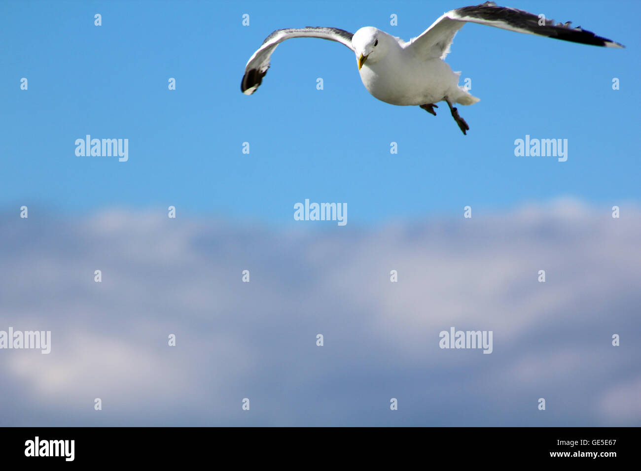 The bird is flying in the blue sky Stock Photo - Alamy
