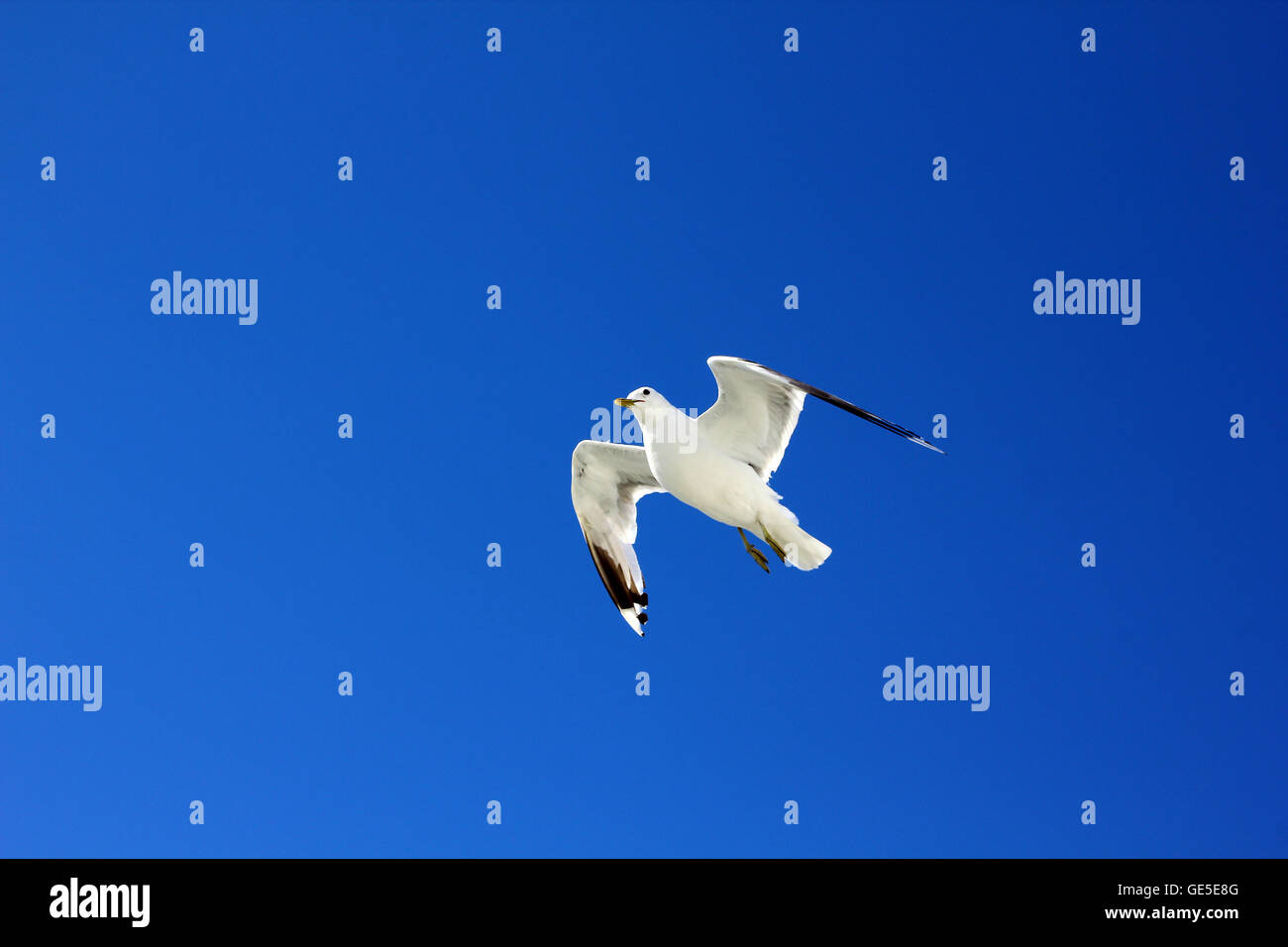 The bird is flying in the blue sky Stock Photo - Alamy