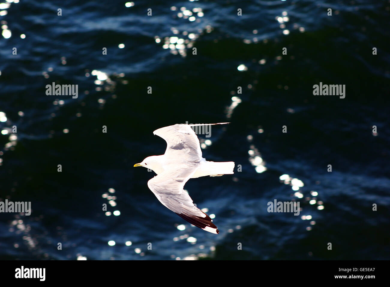 The bird is flying in the blue sky Stock Photo - Alamy