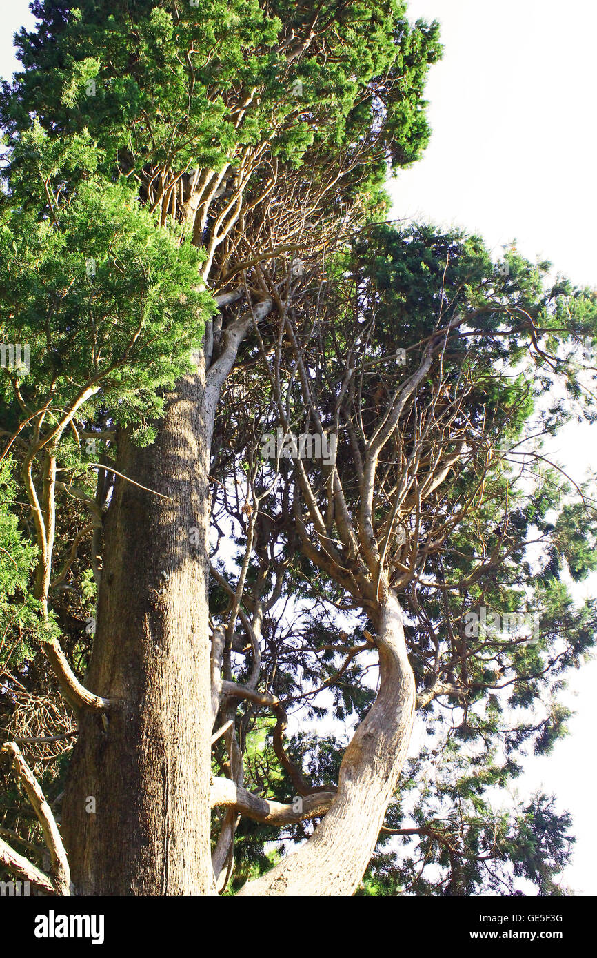 The huge tree in Locrum island, Croatia Stock Photo - Alamy