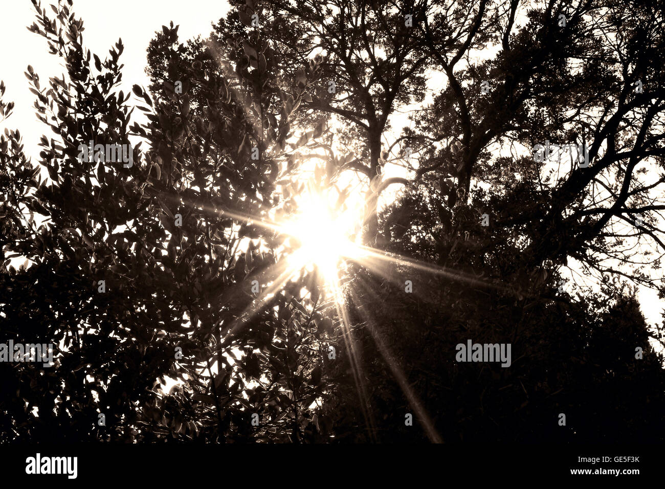 Orange sunbeam streaming through the green foliage Stock Photo - Alamy
