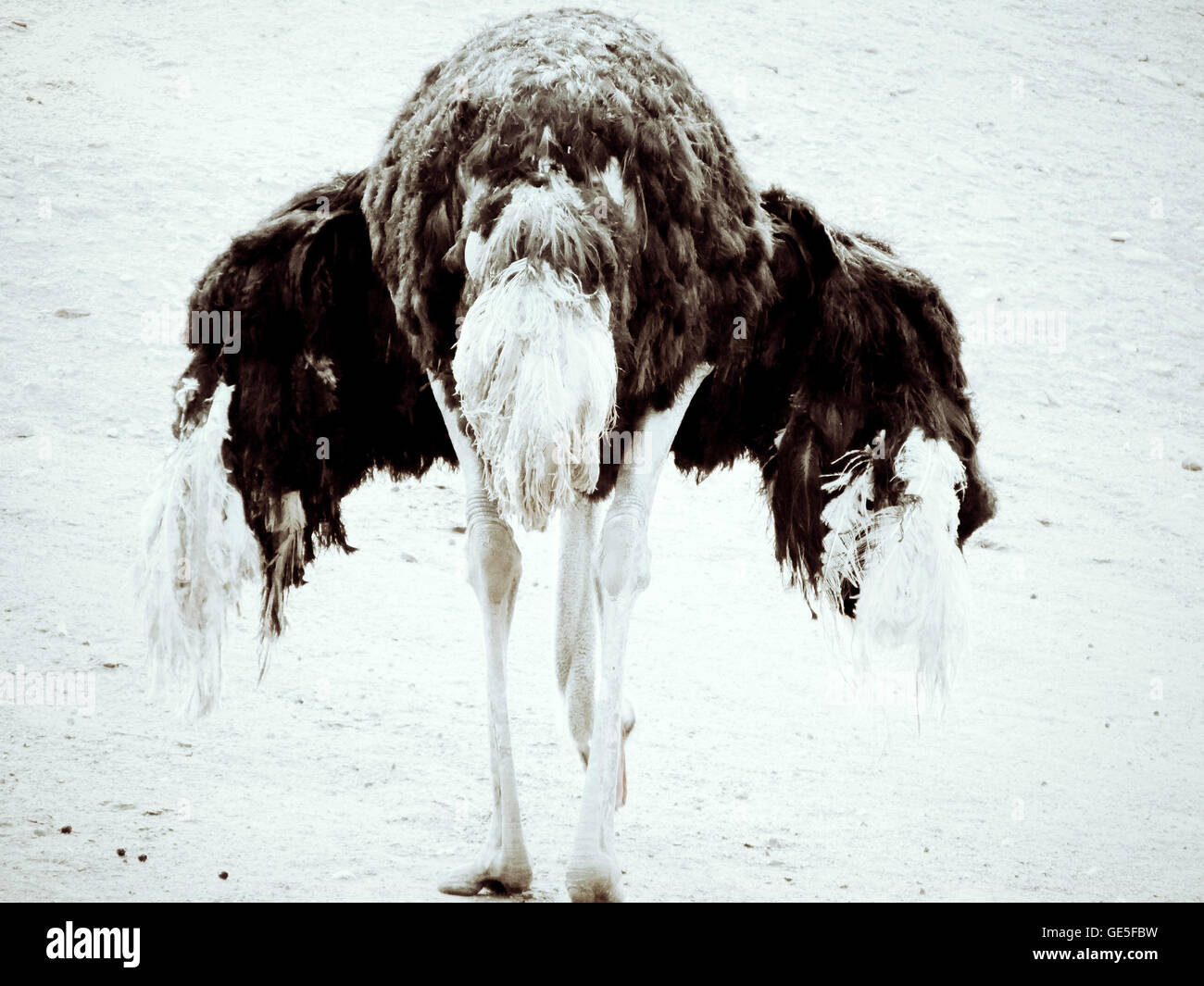 Just the back of ostrich, nothing else Stock Photo - Alamy
