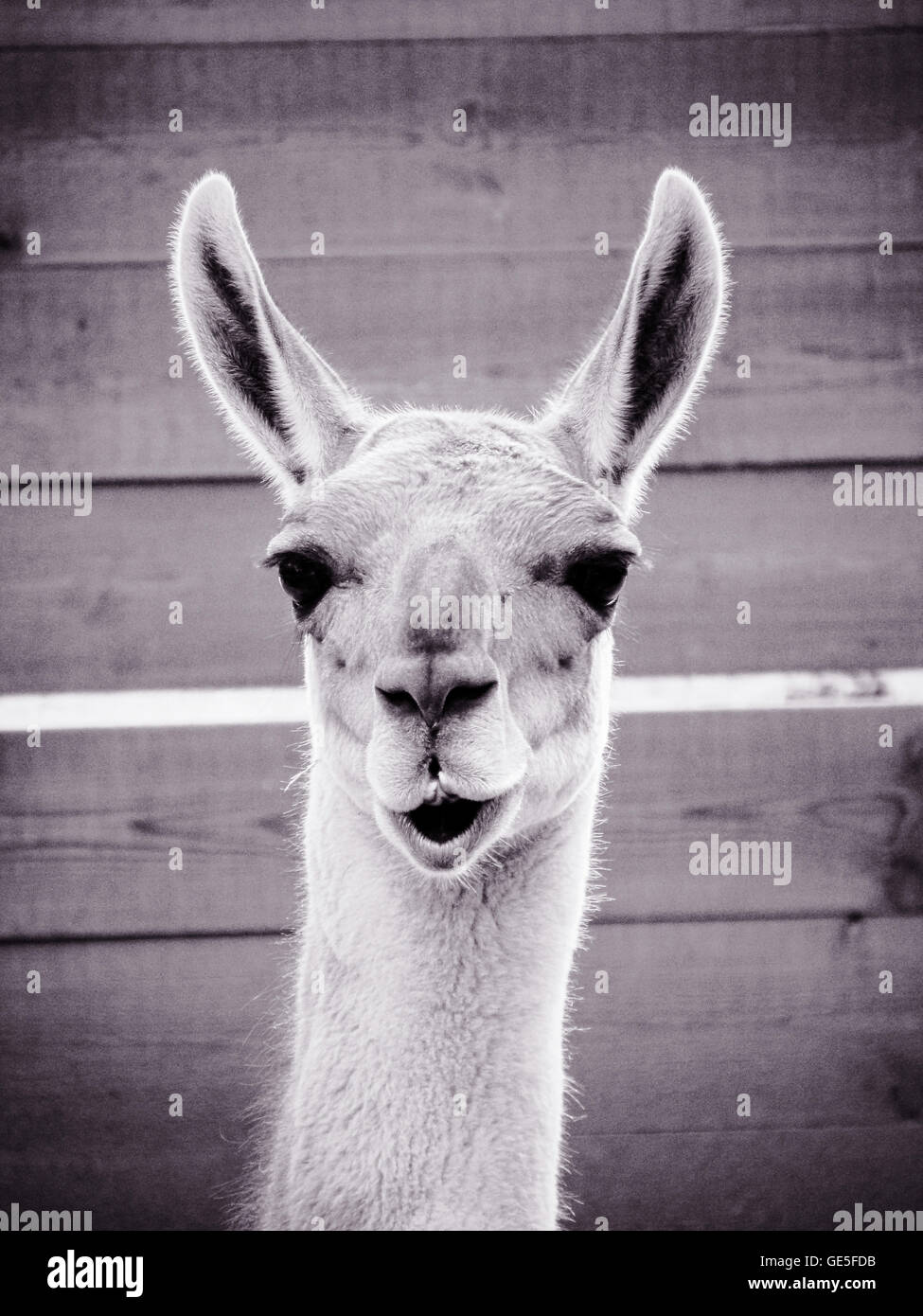 Llama looks like your best friend and buddy Stock Photo - Alamy