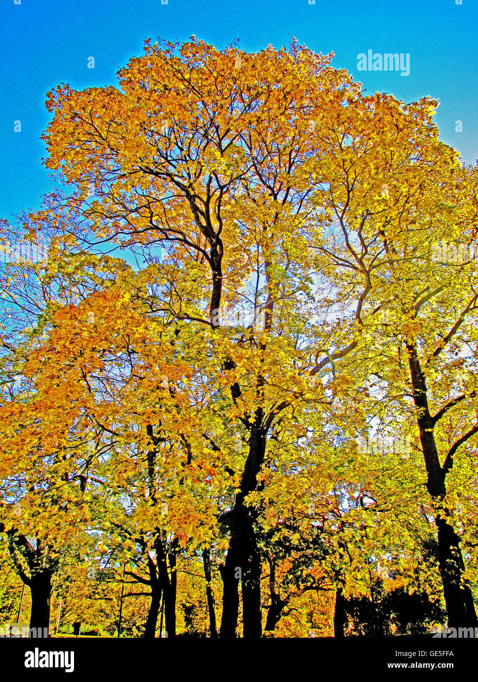 The autumn tree in the yellow tones Stock Photo - Alamy
