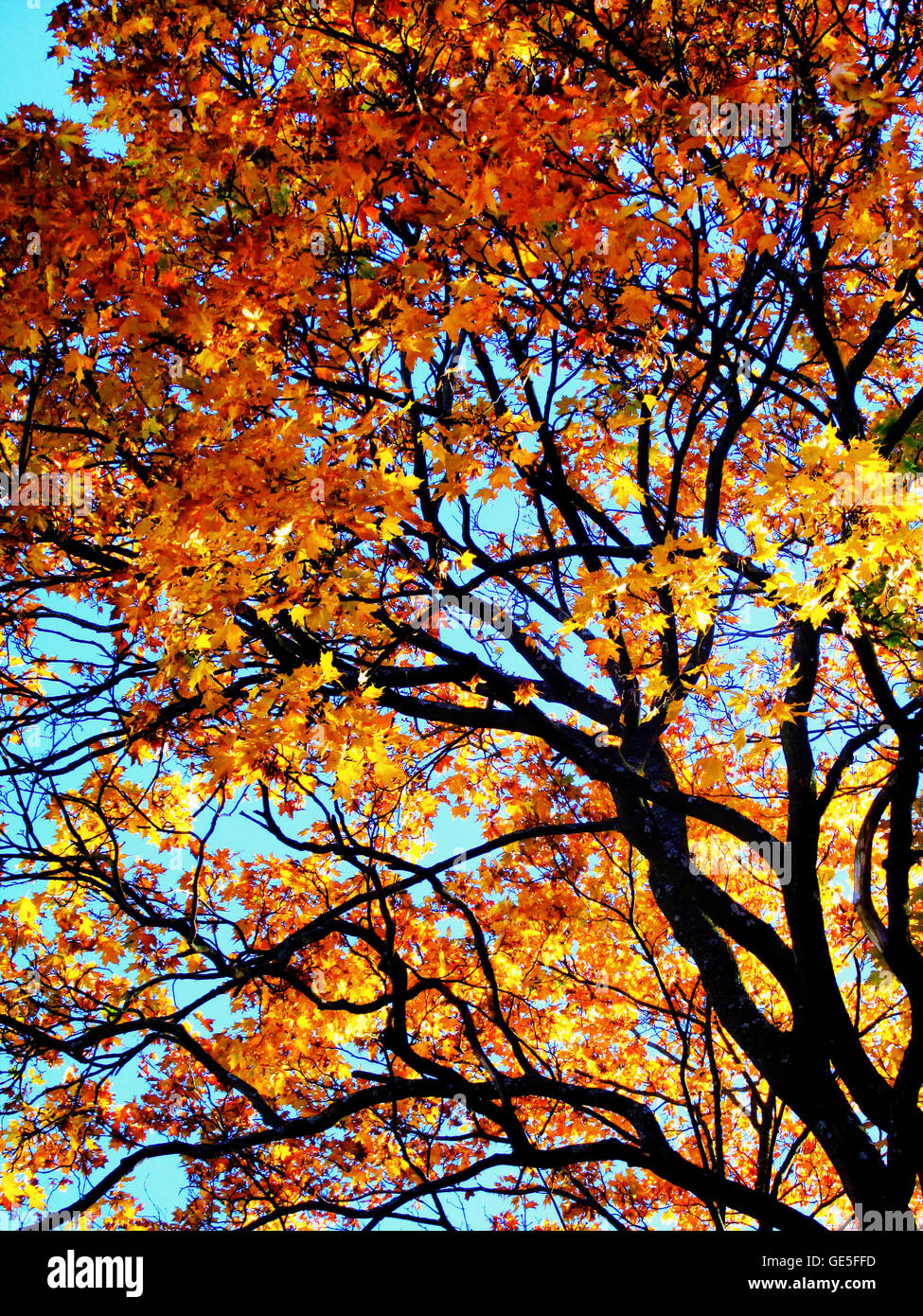 The autumn tree in yellow and orange tones Stock Photo - Alamy