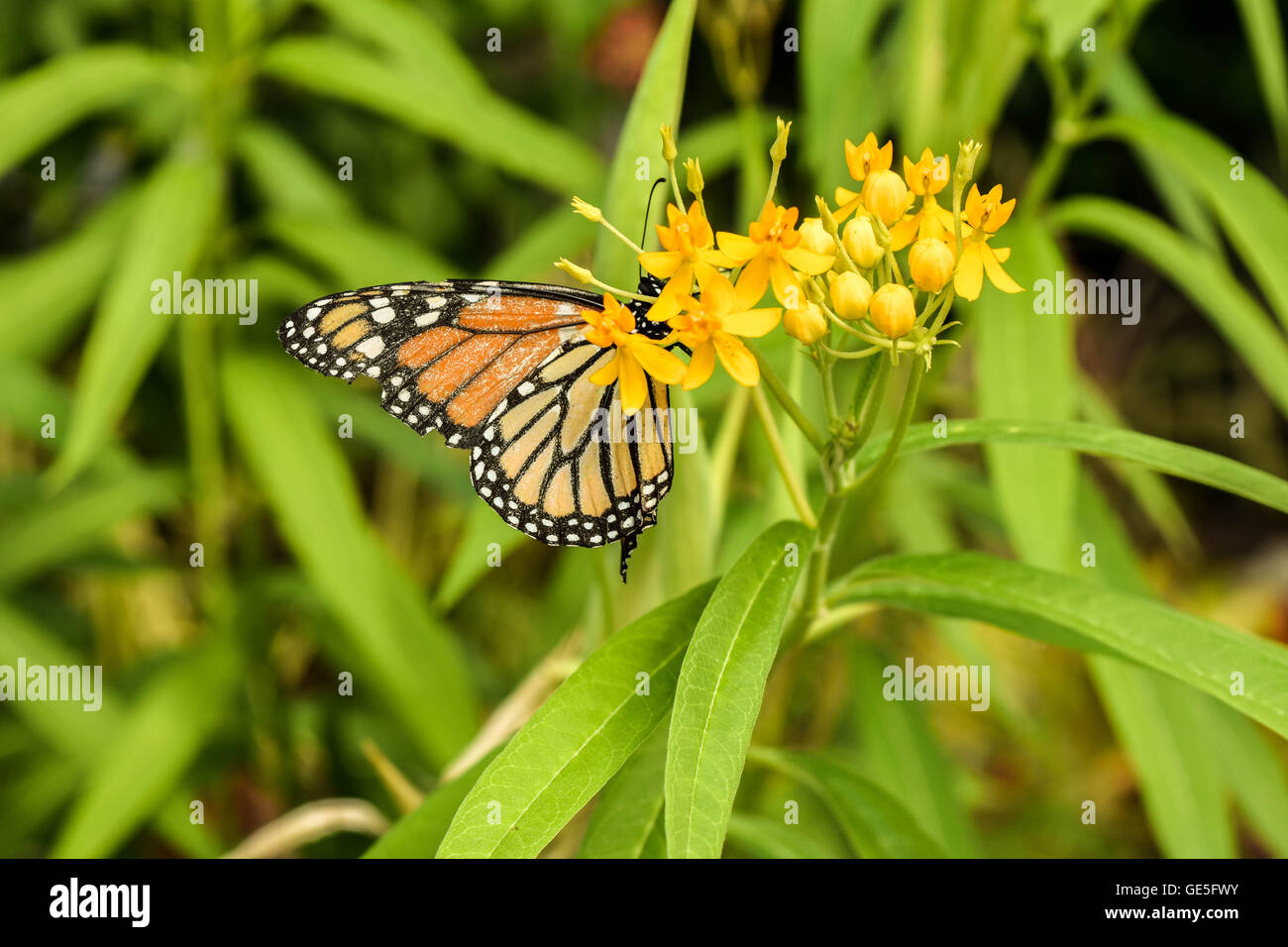 Monarch butterfly resting on flower hi-res stock photography and images ...