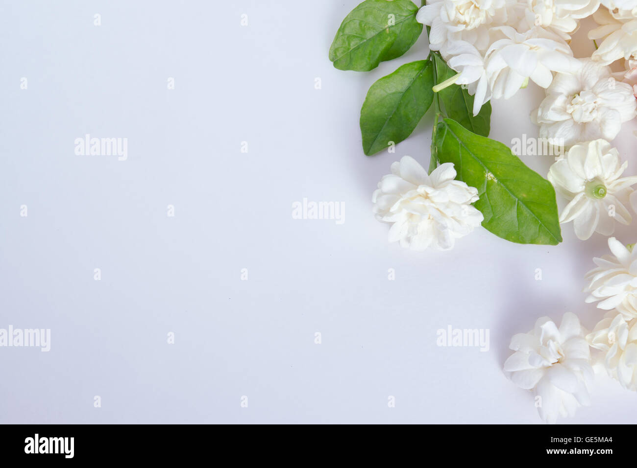Jasmine (Other names are Jasminum, Melati, Jessamine, Oleaceae) flowers ...