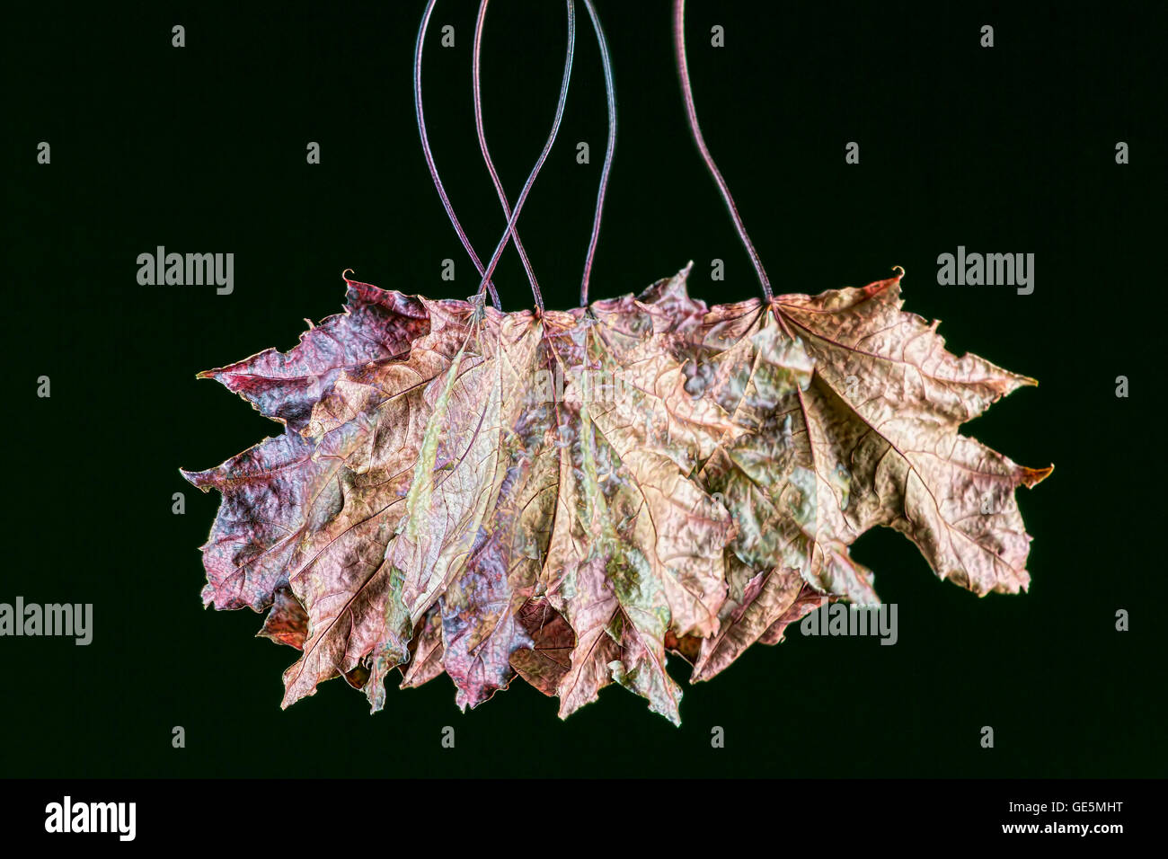Multiple exposure of Big Leaf Maple leaf in fall color Stock Photo - Alamy