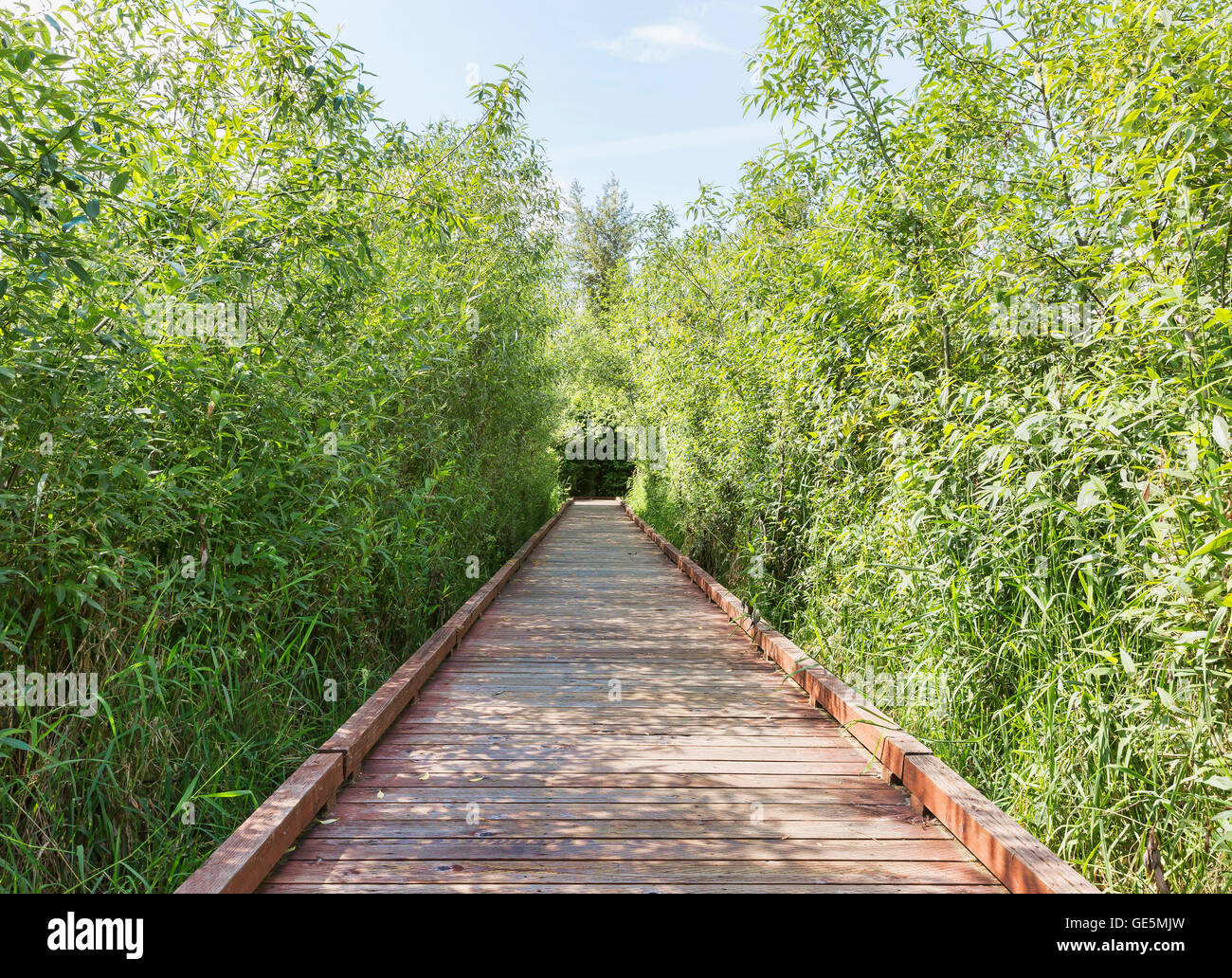 Lush boardwalk through wetland. Wooden plank boardwalk through Auburn ...