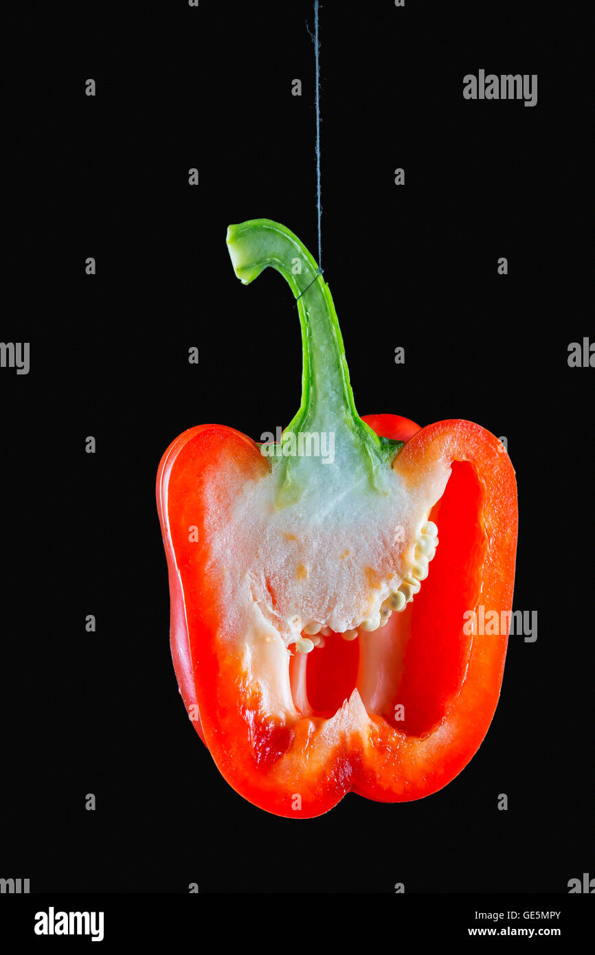 Single red pepper, split and swinging on thread. Multiple exposure ...