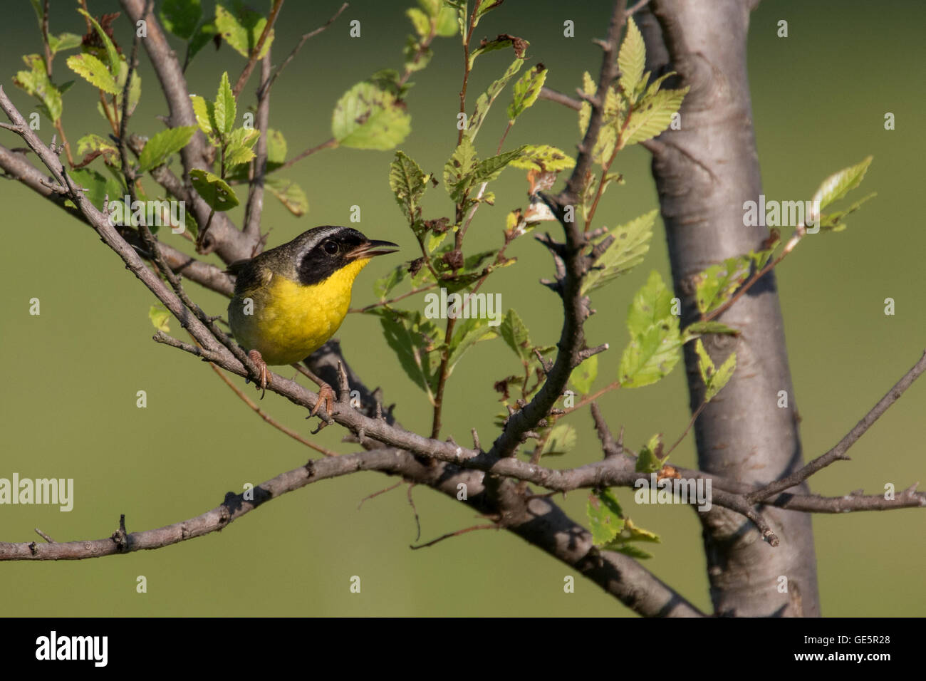 Common yellowthroat hi-res stock photography and images - Alamy
