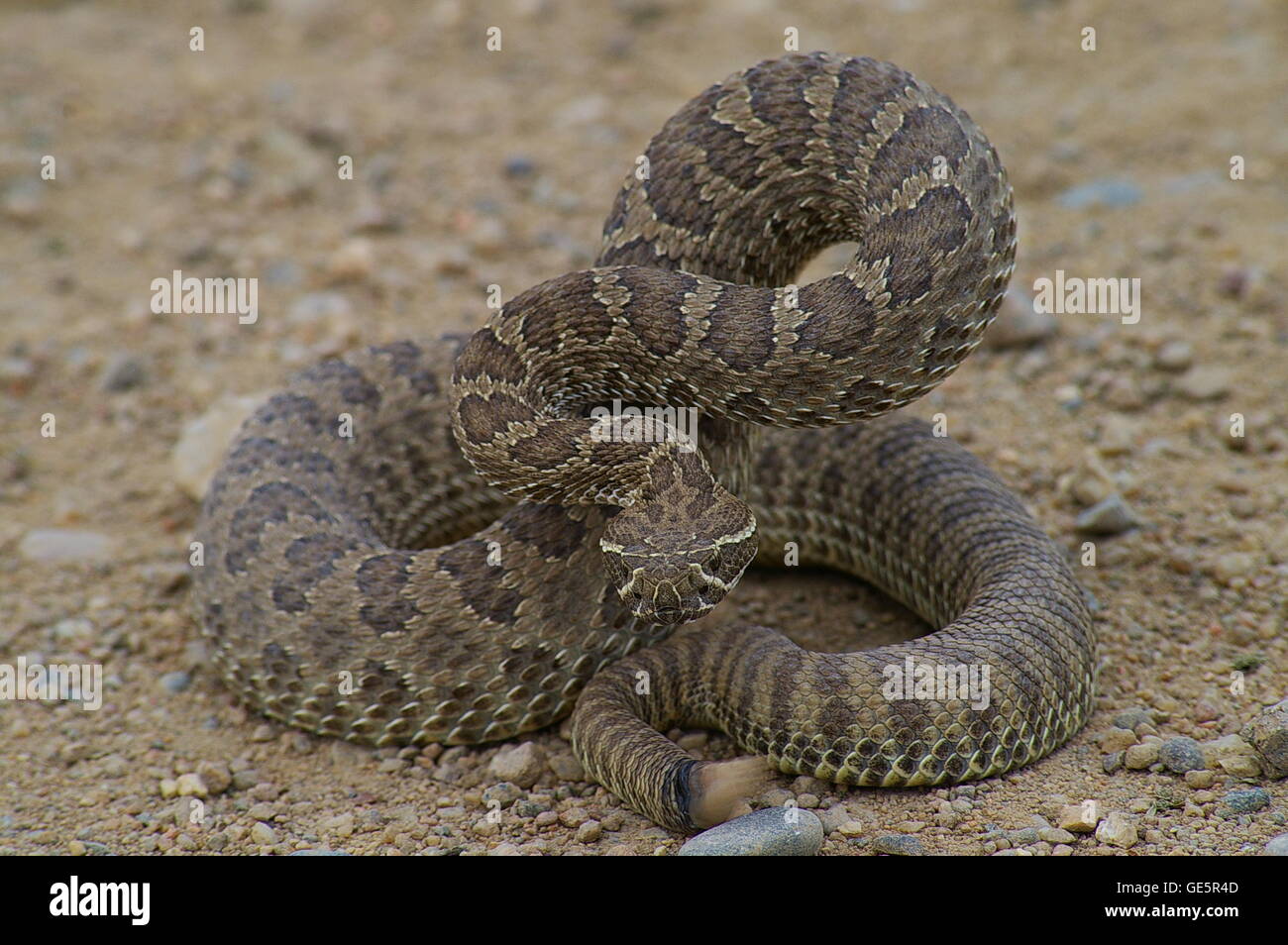 Prairie rattlesnake hi-res stock photography and images - Alamy