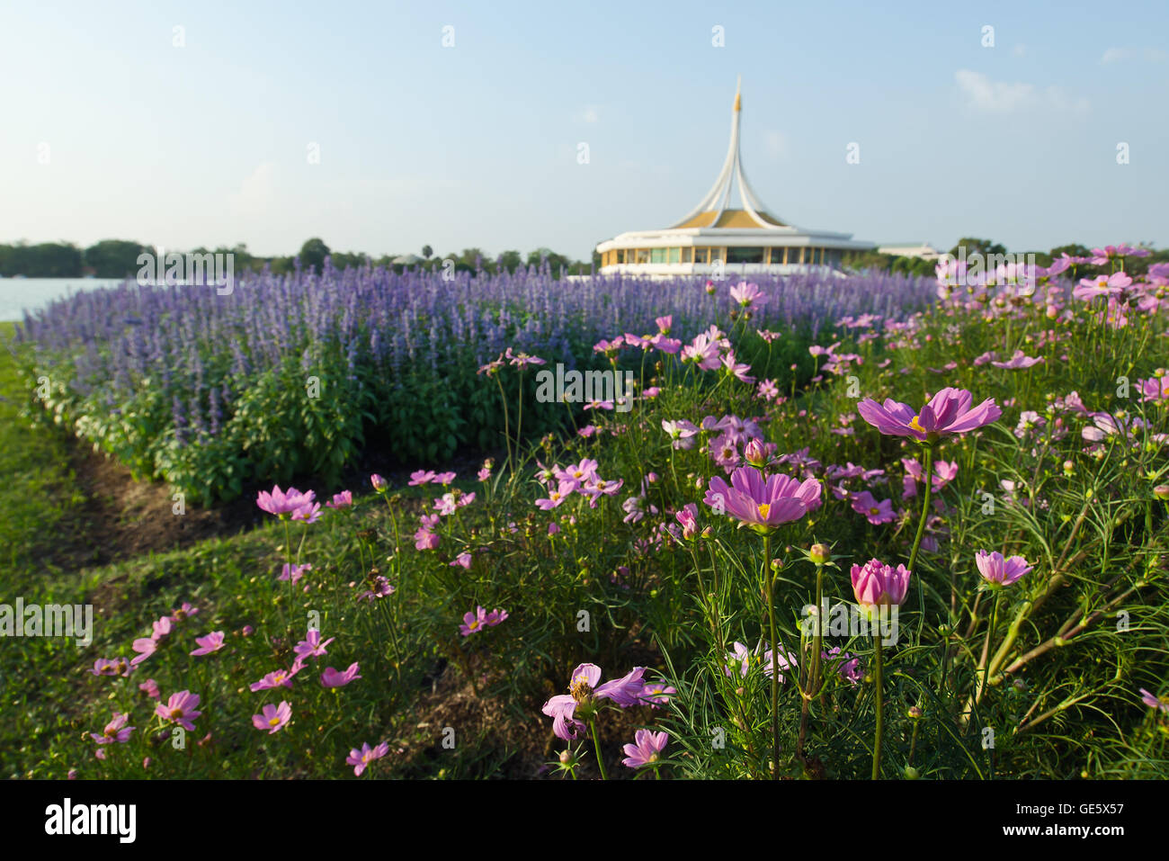 Pink cosmos flower (Science name C. Sulphureus) in Rama 9 garden ...