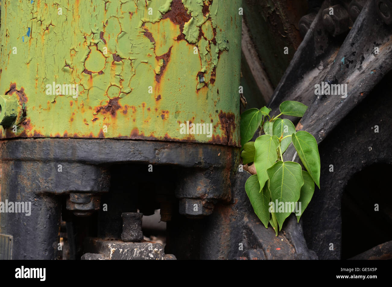 A small plant grow on steel work with rusty texture Stock Photo - Alamy